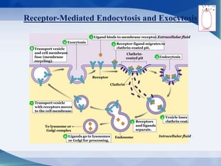 Receptor Mediated Endocytosis Transferrin