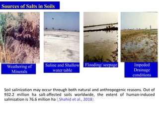 about salinity stress | PPT