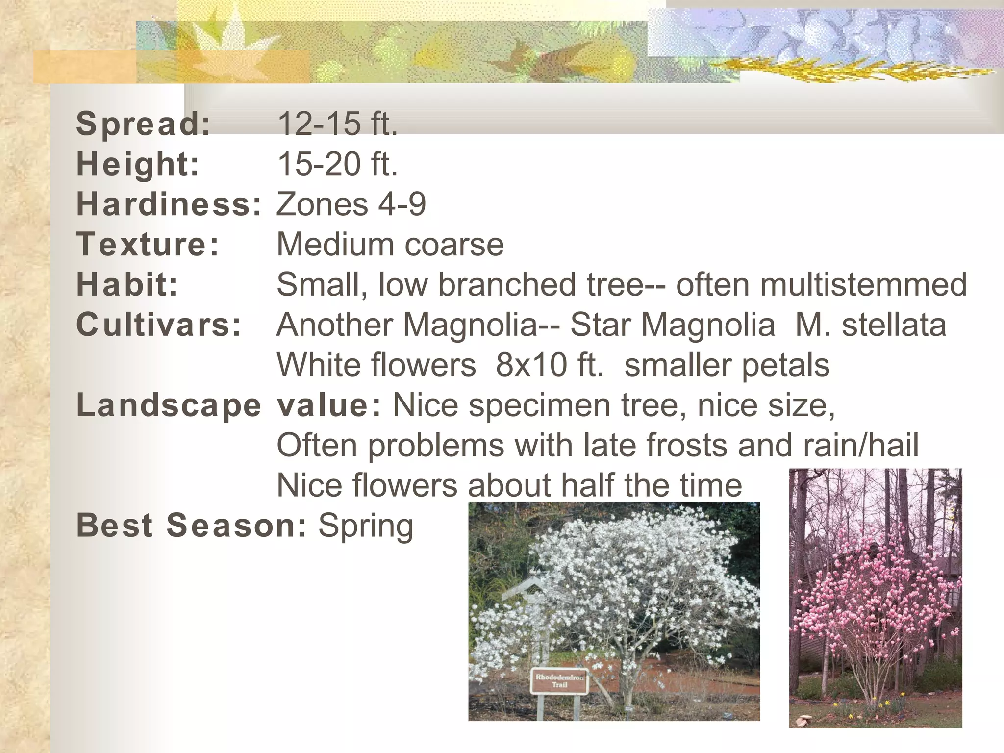 Saucer magnolia show | PPT