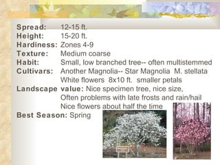 Saucer magnolia show | PPT