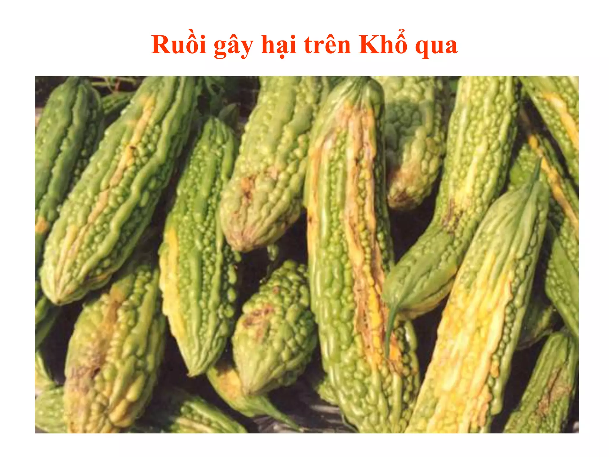 SauHaiRauMau-Unicode.ppt