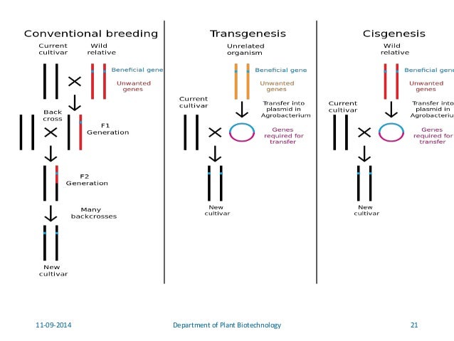 cisgenesis and intragenesis by Saurabh