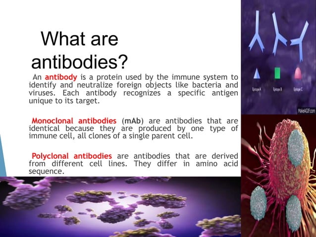 Saurabh monoclonal ppt | PPT