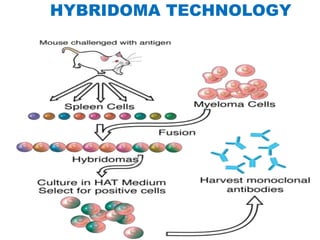 Saurabh monoclonal ppt | PPT
