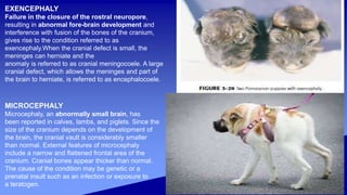 Saurabh neuroscience. final | PPTX | Brain and Nervous System Disorders ...