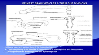 Saurabh neuroscience. final | PPTX