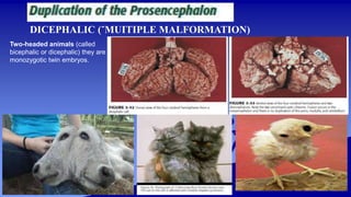 Saurabh neuroscience. final | PPT