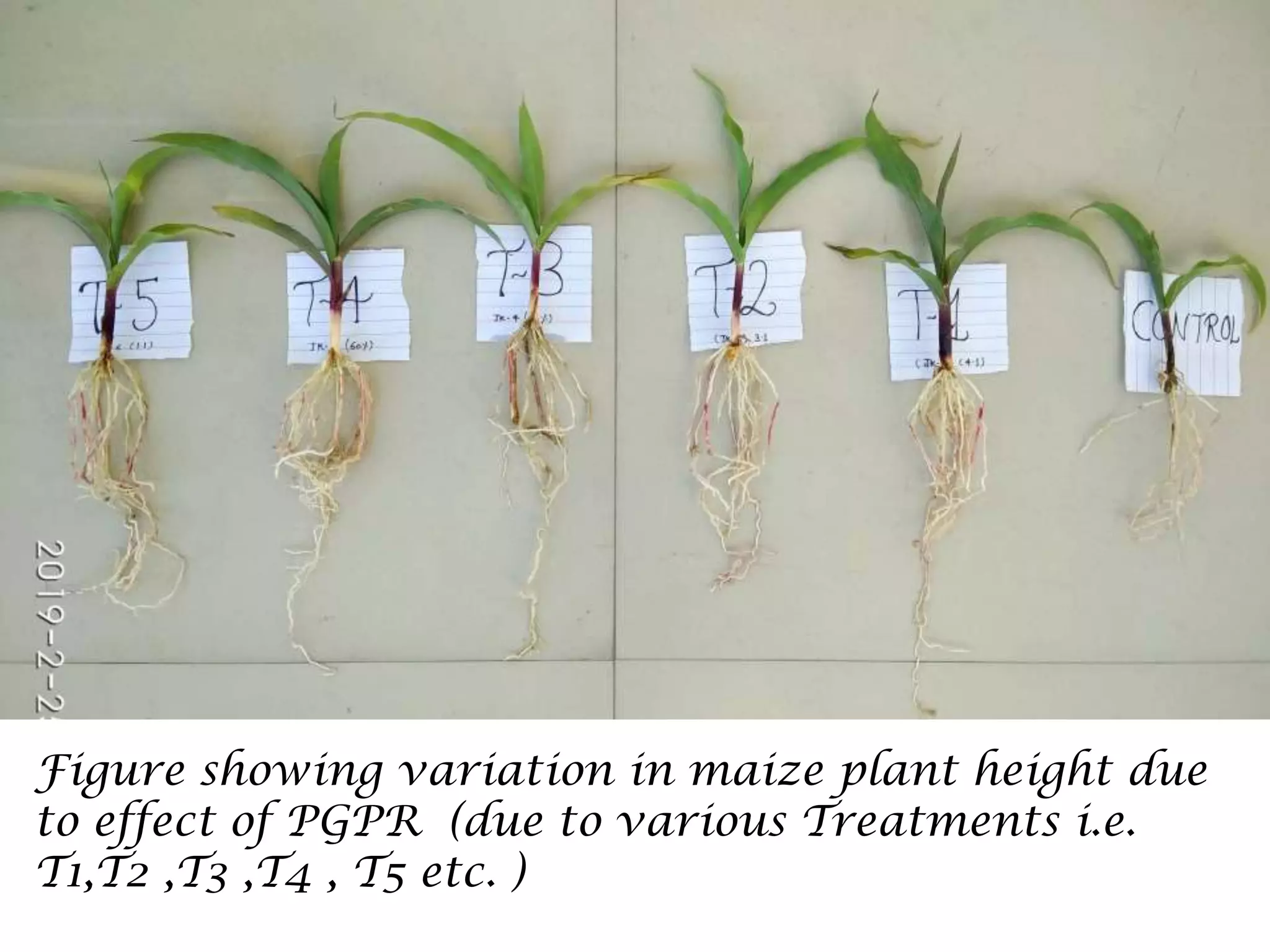 Saurabh pgpr ppt | PDF