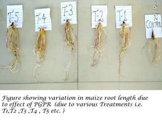 Saurabh pgpr ppt | PDF