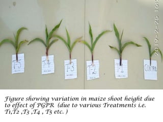 Saurabh pgpr ppt | PDF
