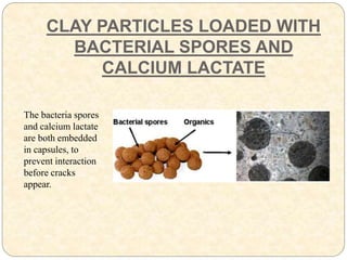 self healing concrete | PPTX