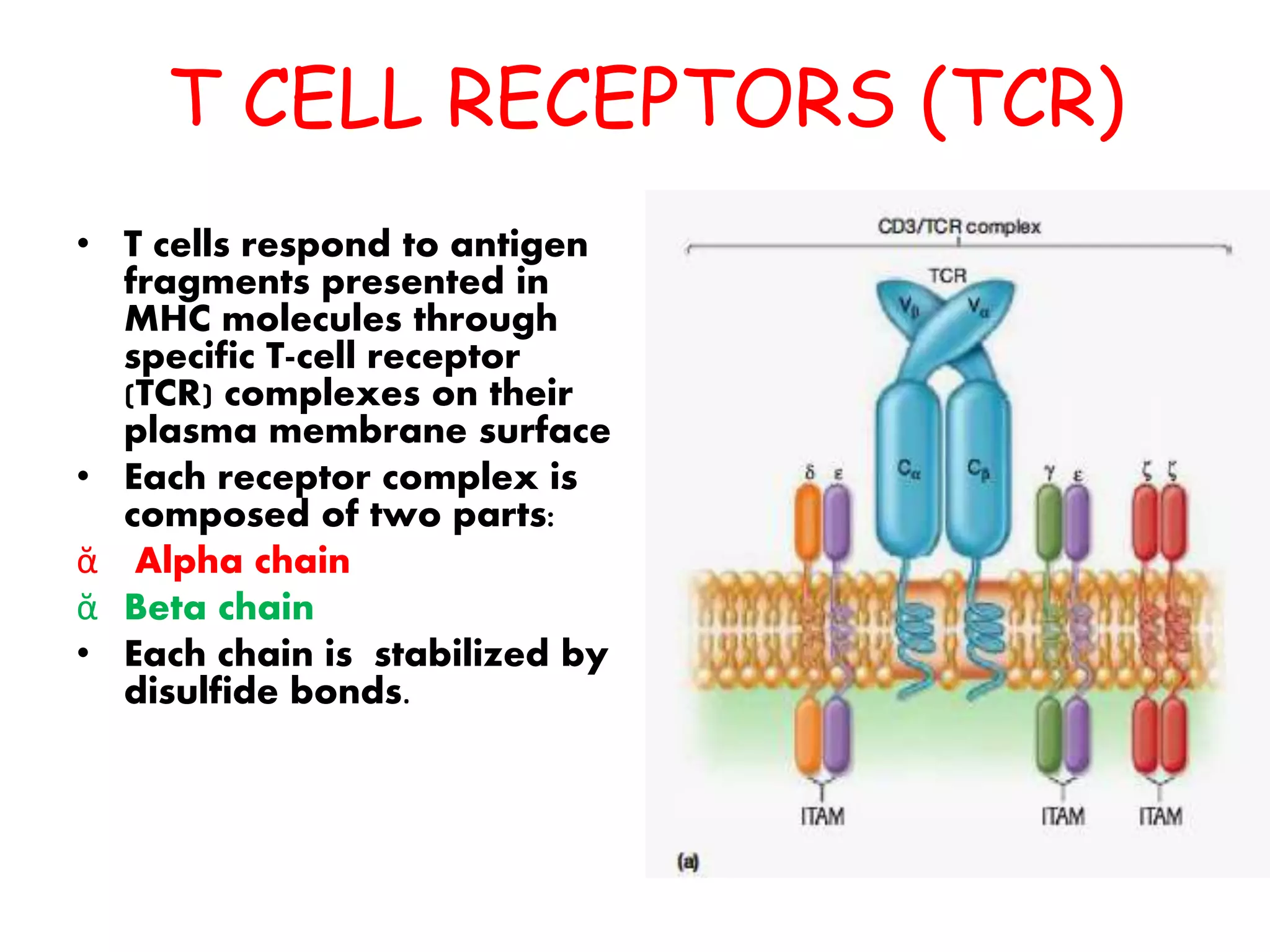 T CELL INTERACTINS WITH PERIODNTAL DISEASES | PPTX
