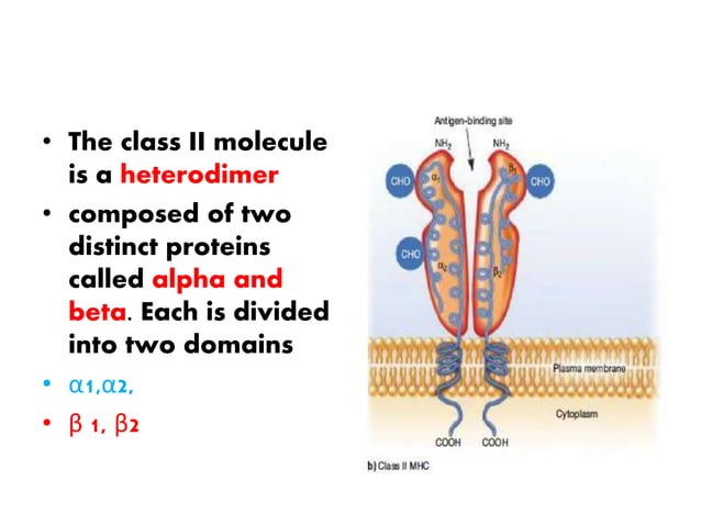 T CELL INTERACTINS WITH PERIODNTAL DISEASES | PPTX