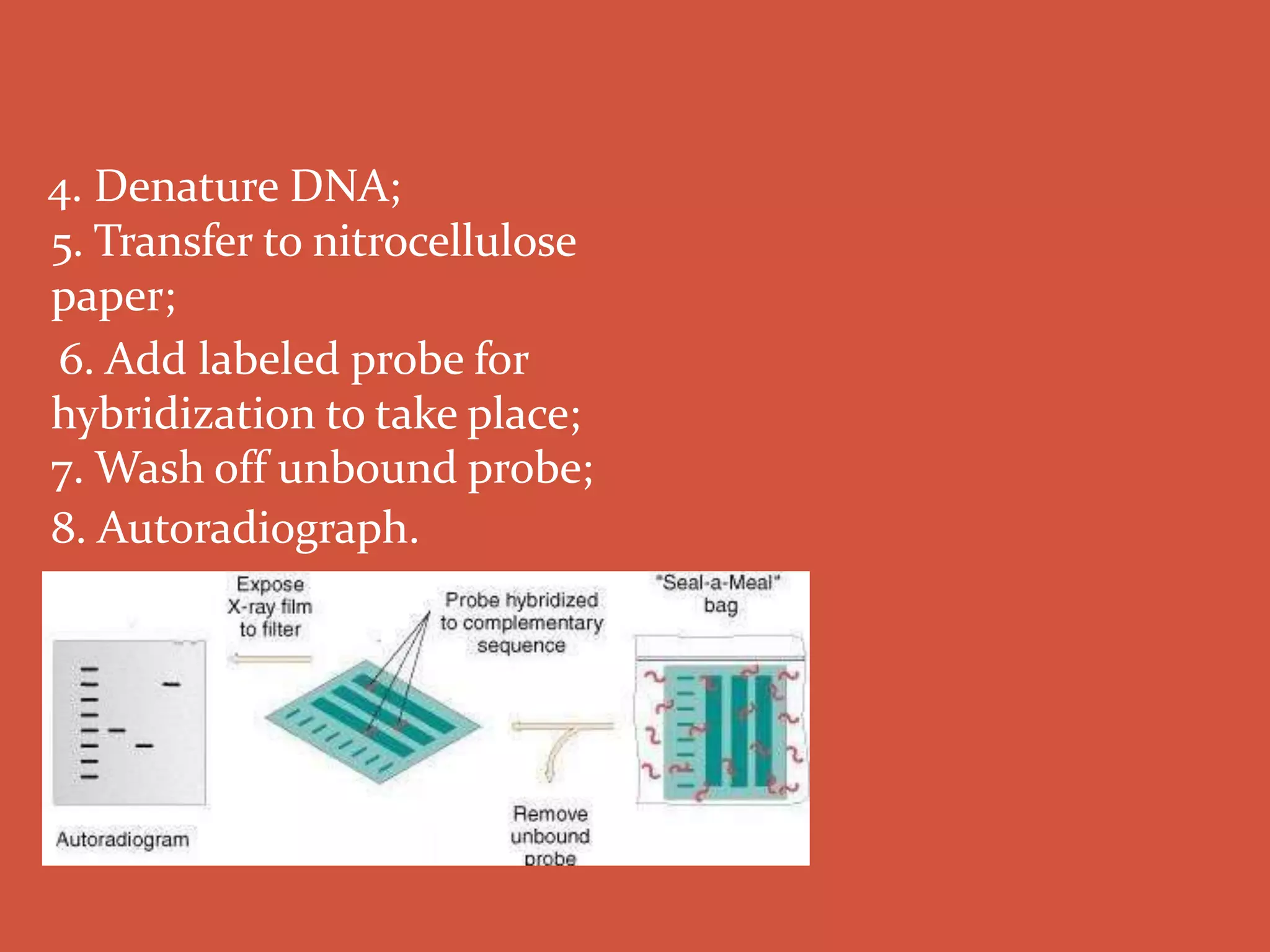 Saurabh verma southern blotting ppt | PPT