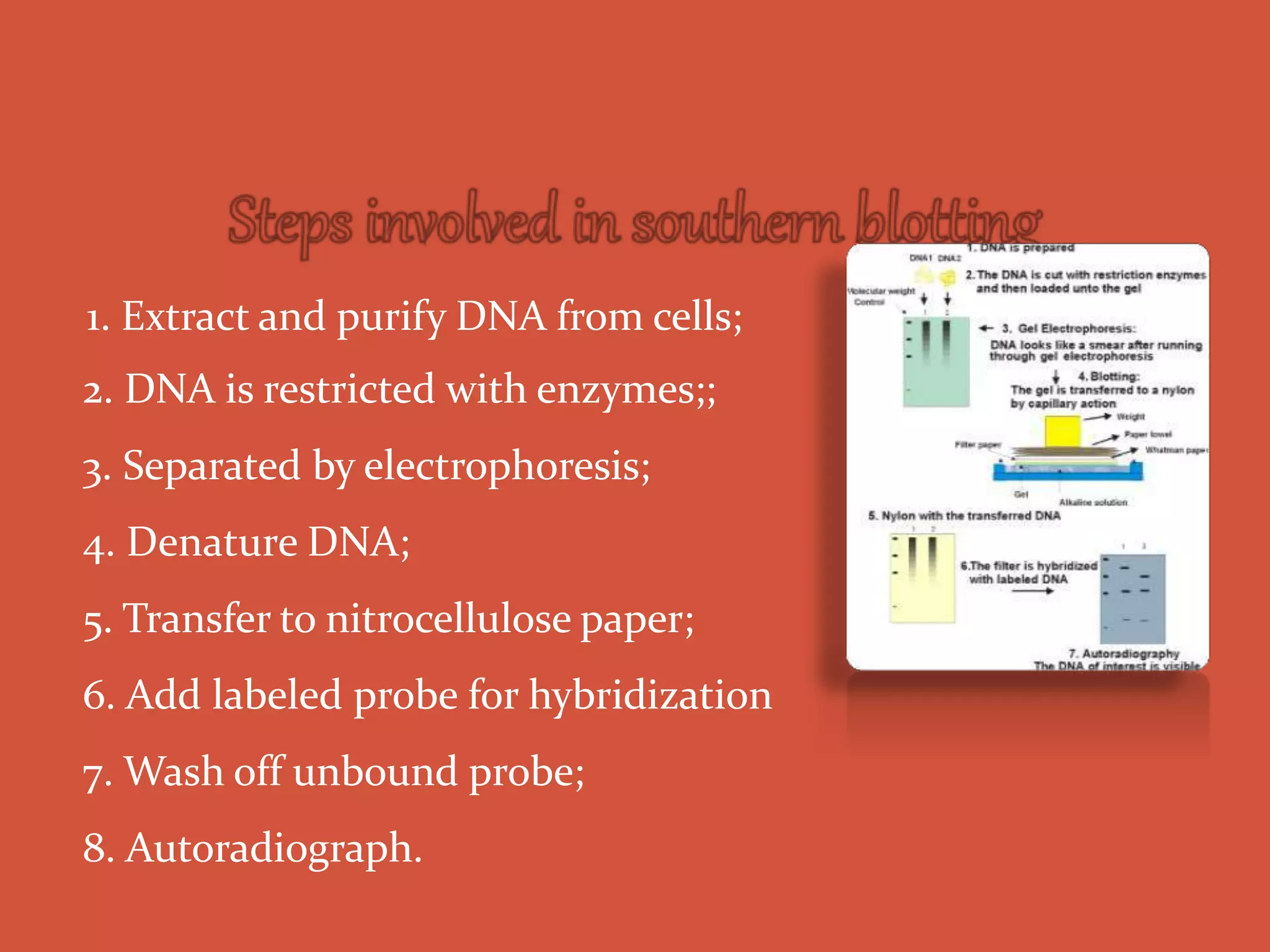 Saurabh verma southern blotting ppt | PPT | Free Download