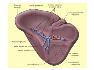 Anatomy of spleen and its blood supply.ppt