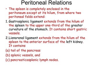 Anatomy of spleen and its blood supply.ppt