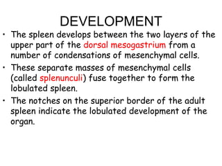 Anatomy of spleen and its blood supply.ppt