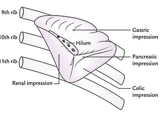 Anatomy of spleen and its blood supply.ppt