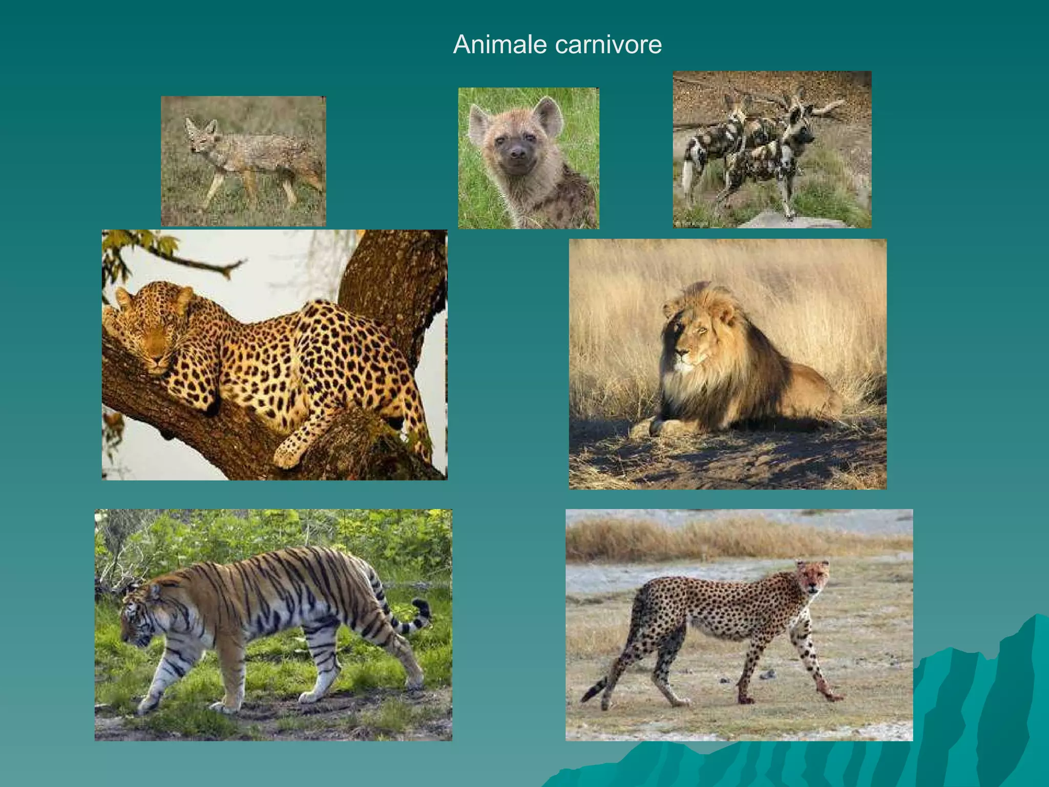 Savana | PPT