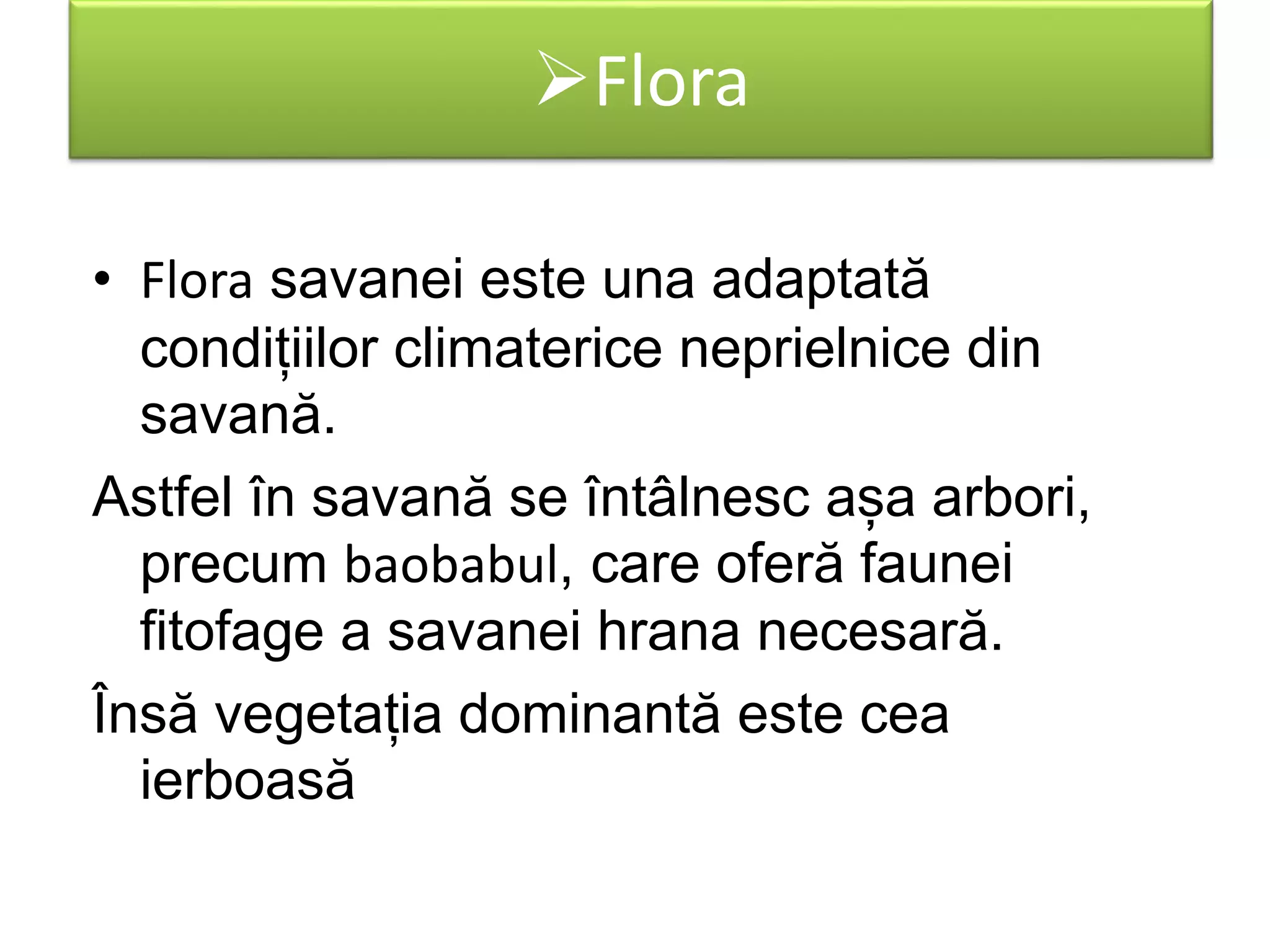 Savana(catea) | PPTX