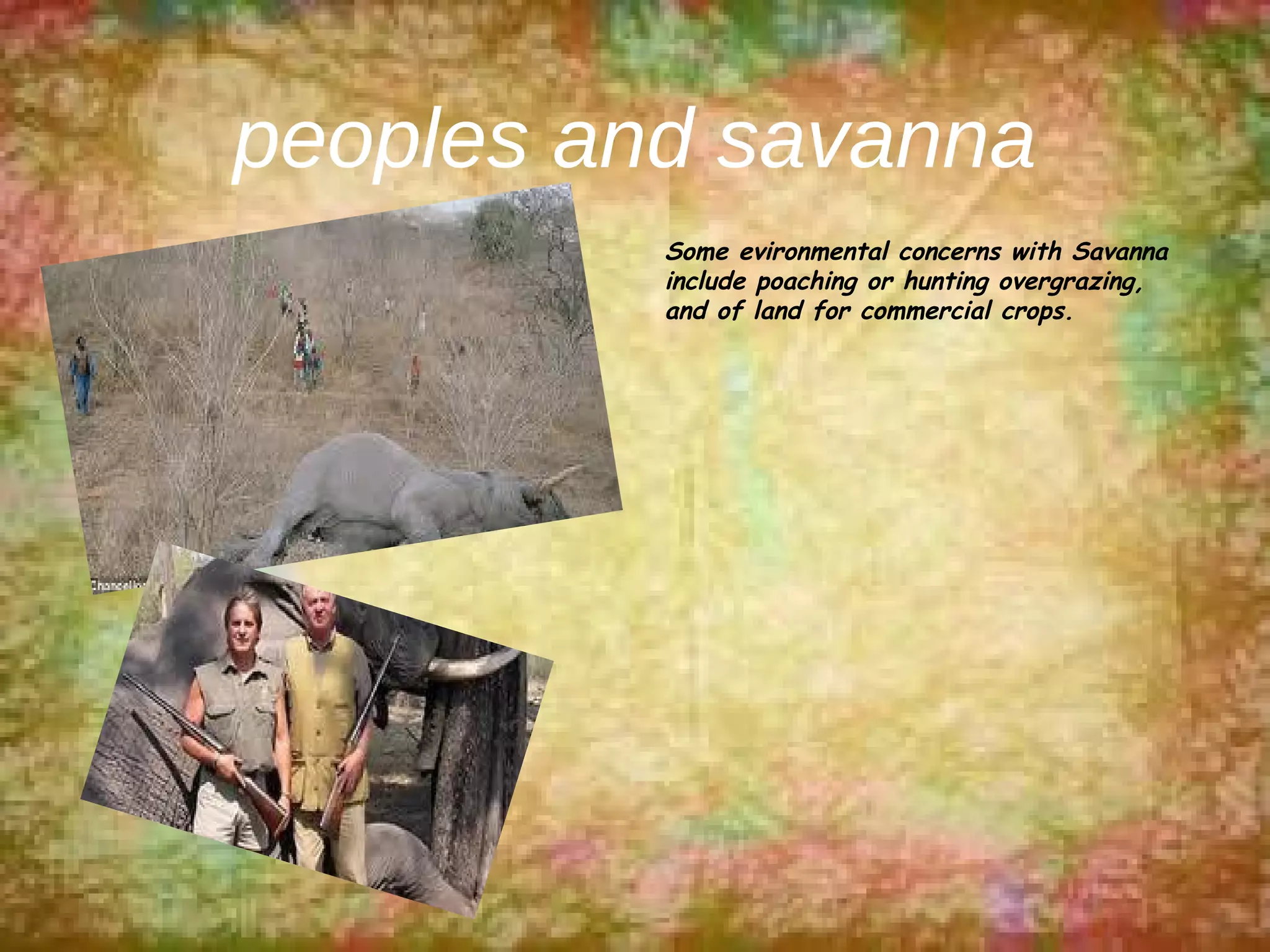 Savanna | PDF