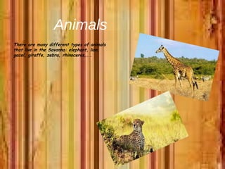 Savanna | PDF | Africa Travel | Travel Locations