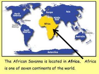 savanna.ppt