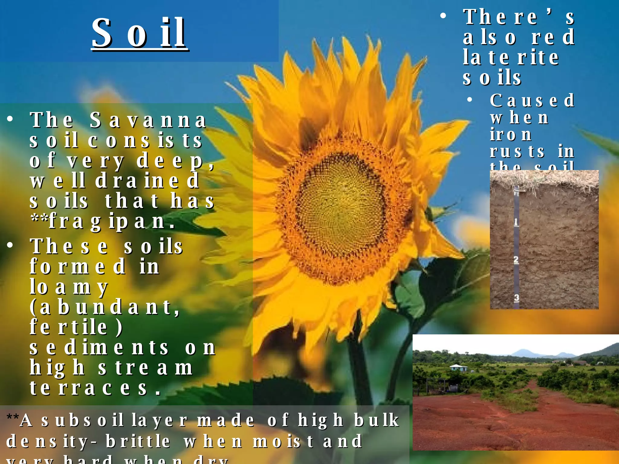 Savanna Powerpoint | PPT