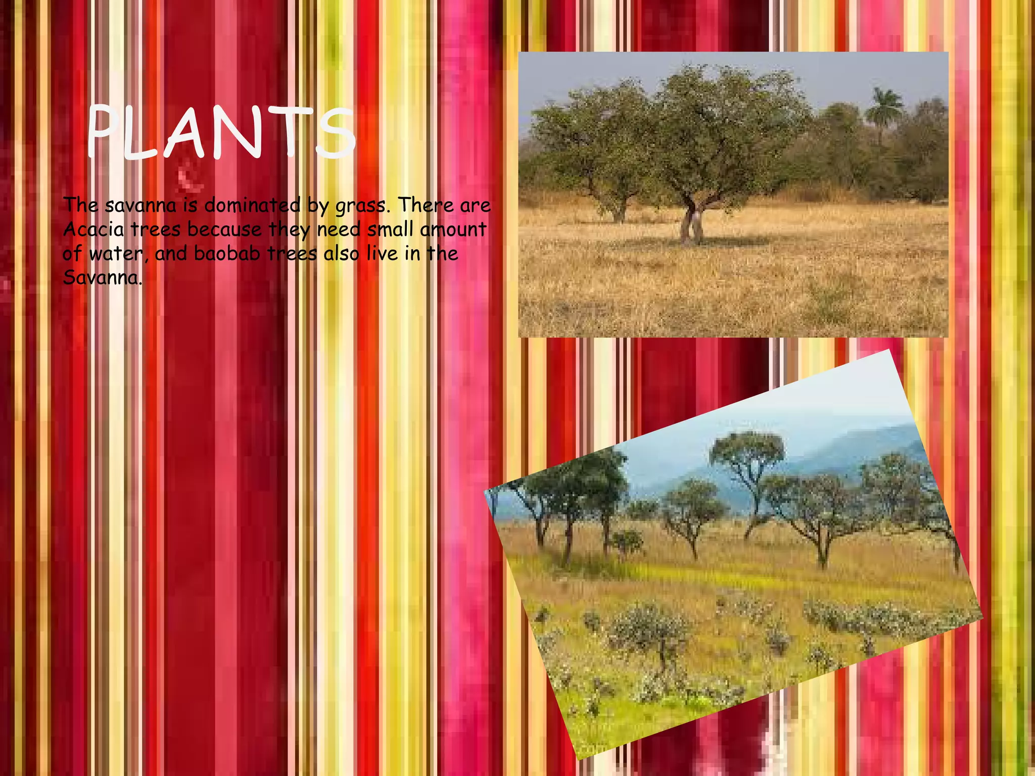 Savanna biome | PDF | Africa Travel | Travel Locations