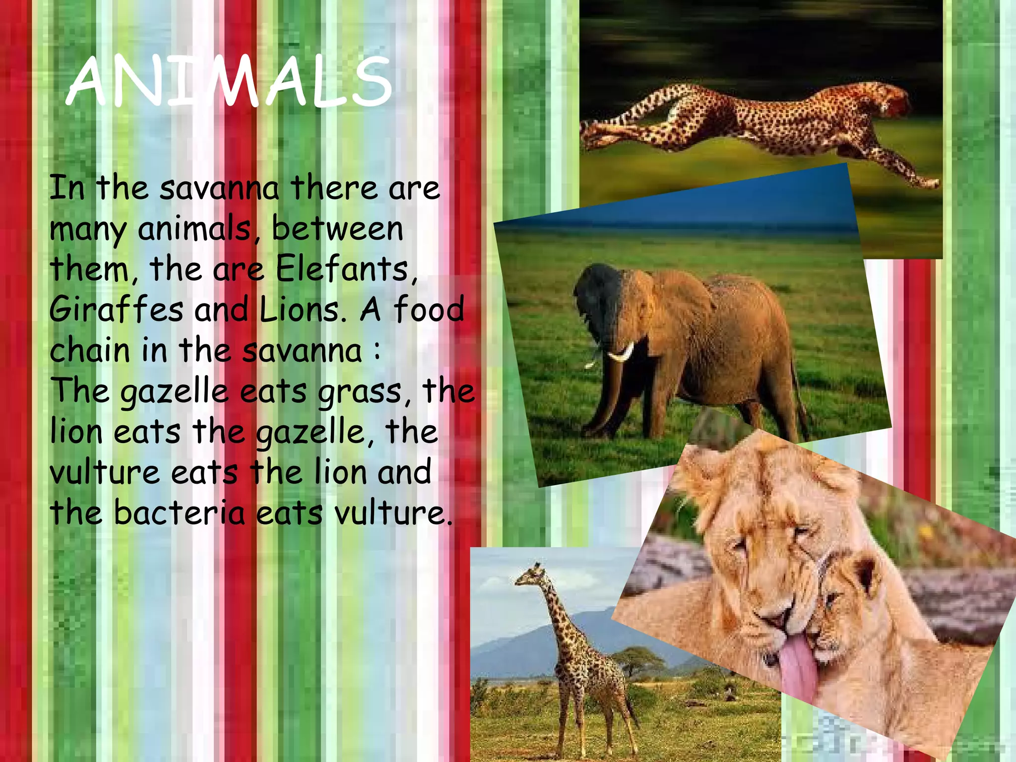 Savanna biome | PDF | Africa Travel | Travel Locations
