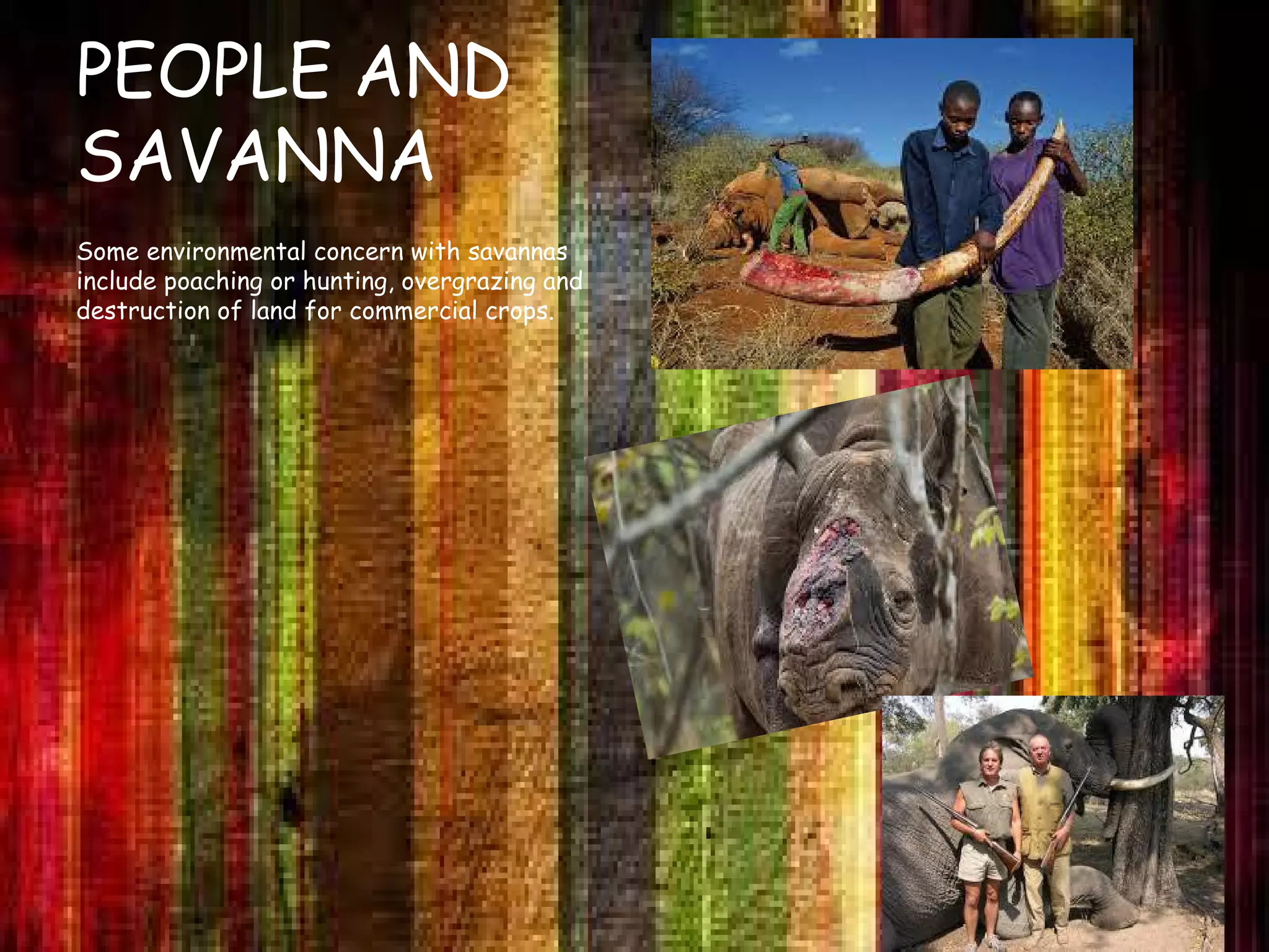 Savanna biome | PDF | Africa Travel | Travel Locations