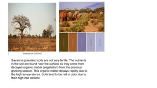 Savanna Color Scheme architecture and design | PPTX