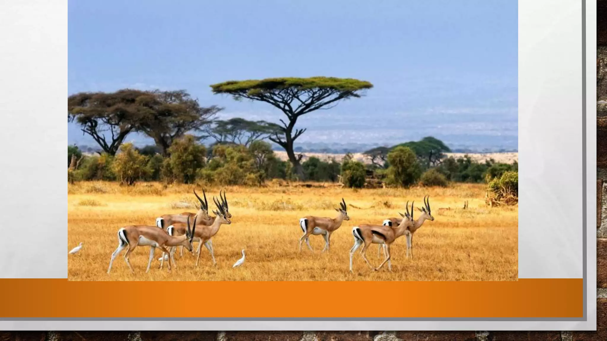 Savanna grasslands | PPTX