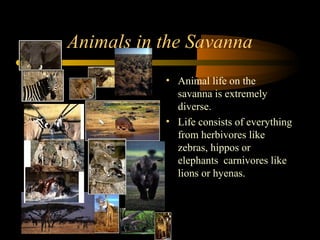 Savanna pp | PPT