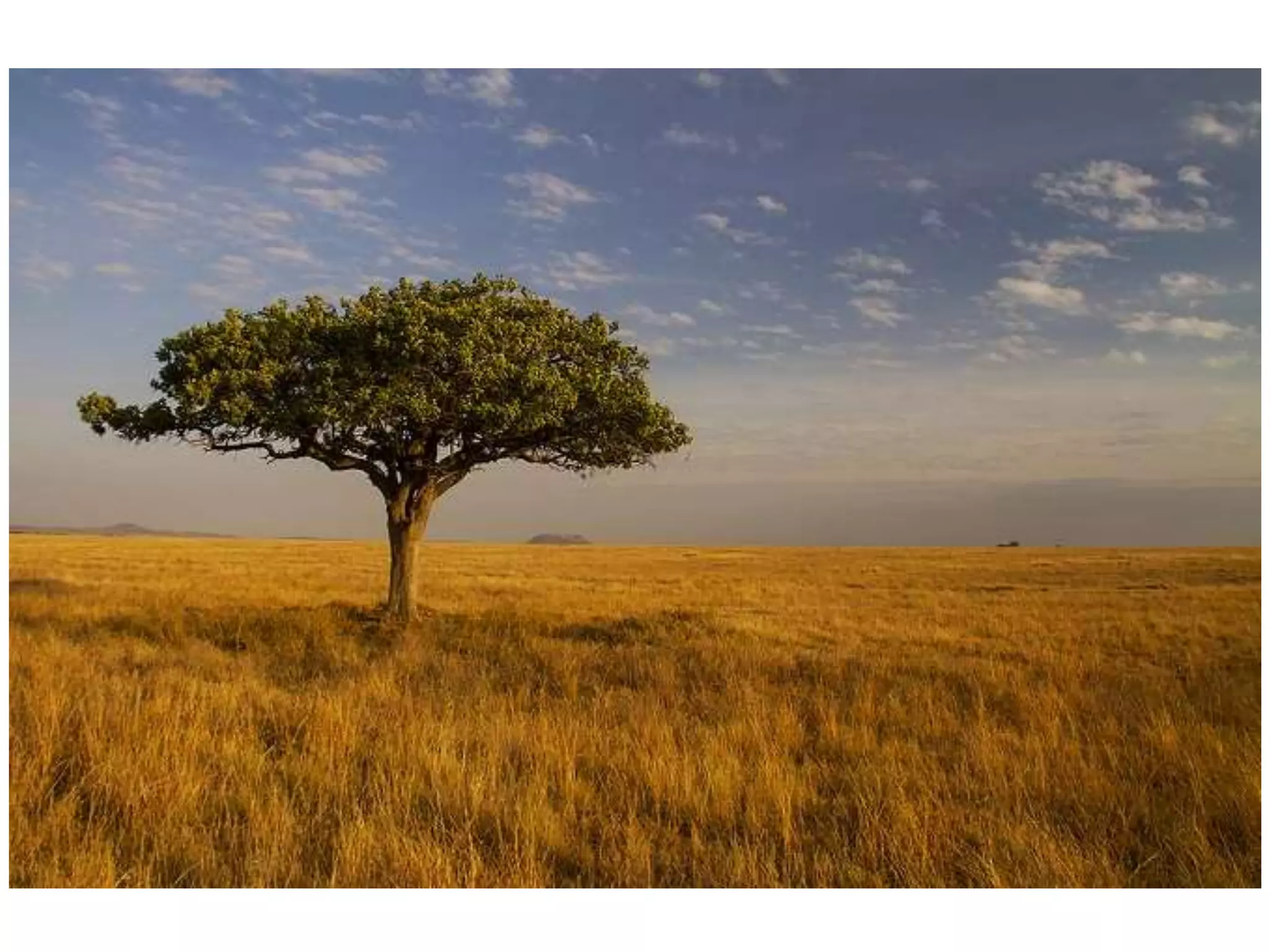 tropical regions - Sudan and Sahara types | PPTX