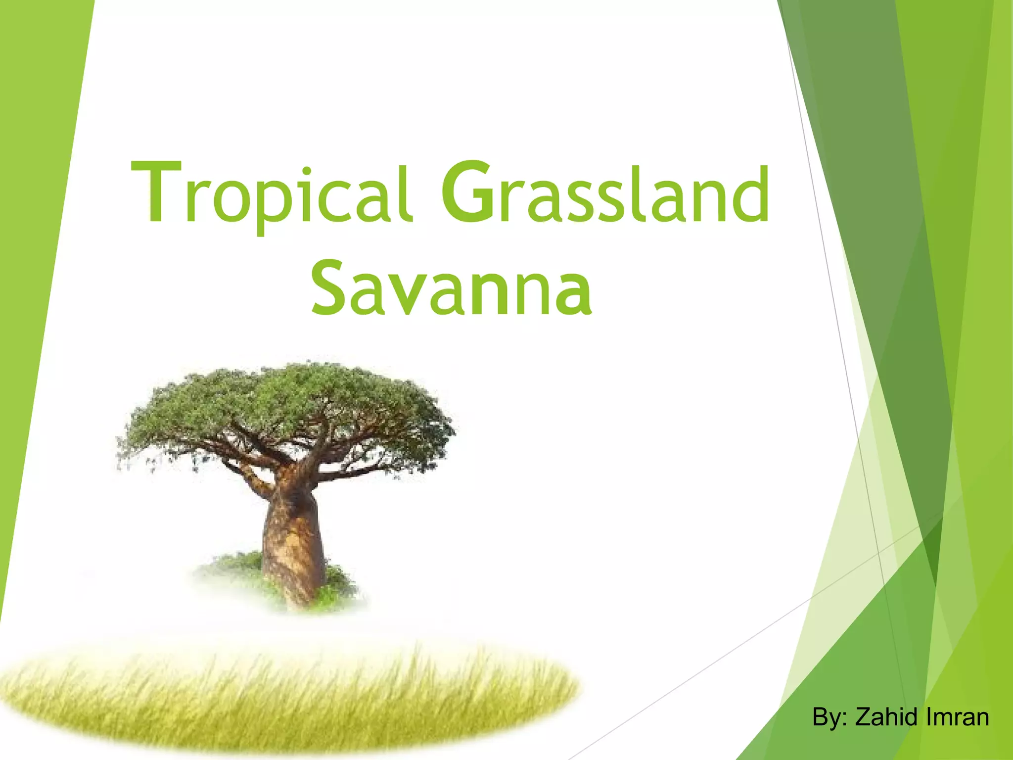 Tropical Grasslands - Savanna | PPT | Gardening | Home & Garden