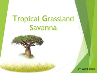 Tropical Grasslands - Savanna | PPT | Gardening | Home & Garden