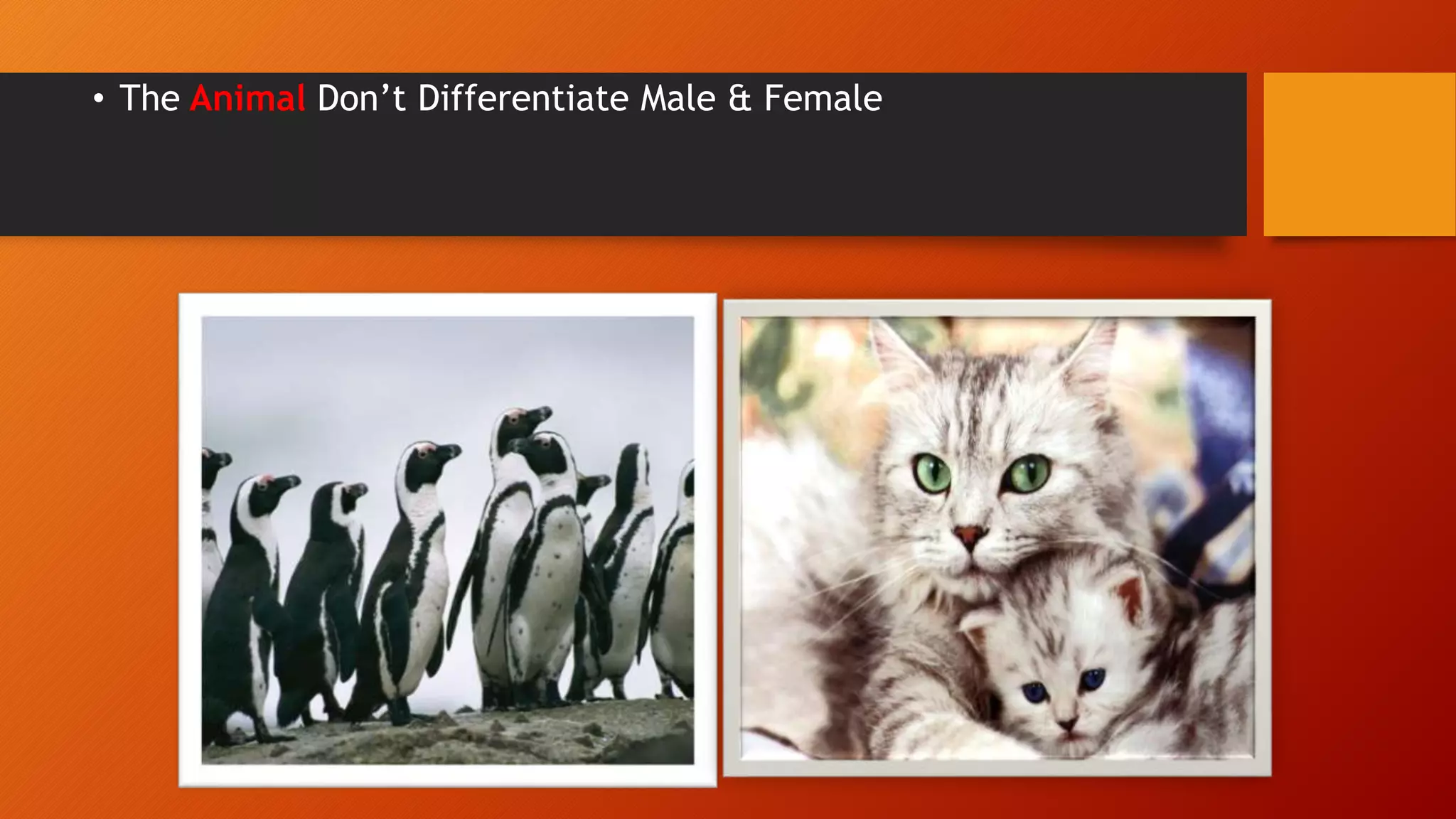 Ppt on Save Girl Child | PPT