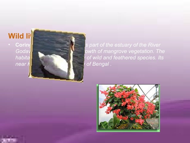 Save animals | PPT | Zoos & Aquariums | Attractions