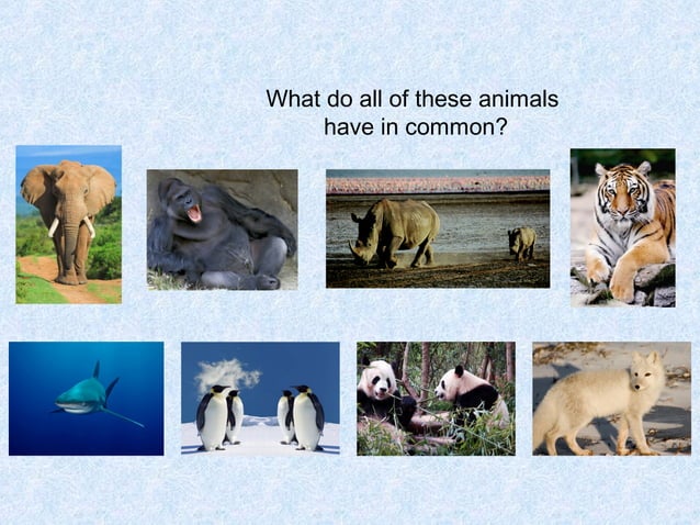 Save animals 2 | PPT | Vegan Diets | Food & Drink