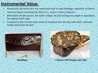 Green Sea Turtle | PPTX