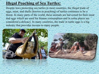 Green Sea Turtle | PPTX