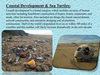Green Sea Turtle | PPTX