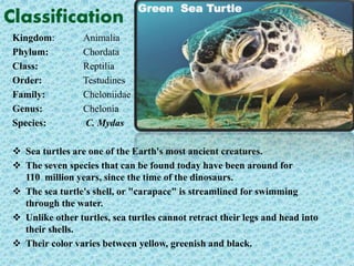 Green Sea Turtle | PPTX