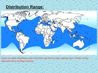 Map Of Where The Green Turtle Lives
