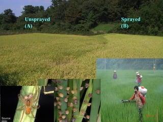 SAVE & GROW: Sustainable Rice Intensification and Ecosystem Literacy ...
