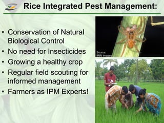 SAVE & GROW: Sustainable Rice Intensification and Ecosystem Literacy ...