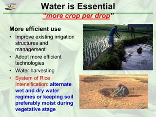 SAVE & GROW: Sustainable Rice Intensification and Ecosystem Literacy ...