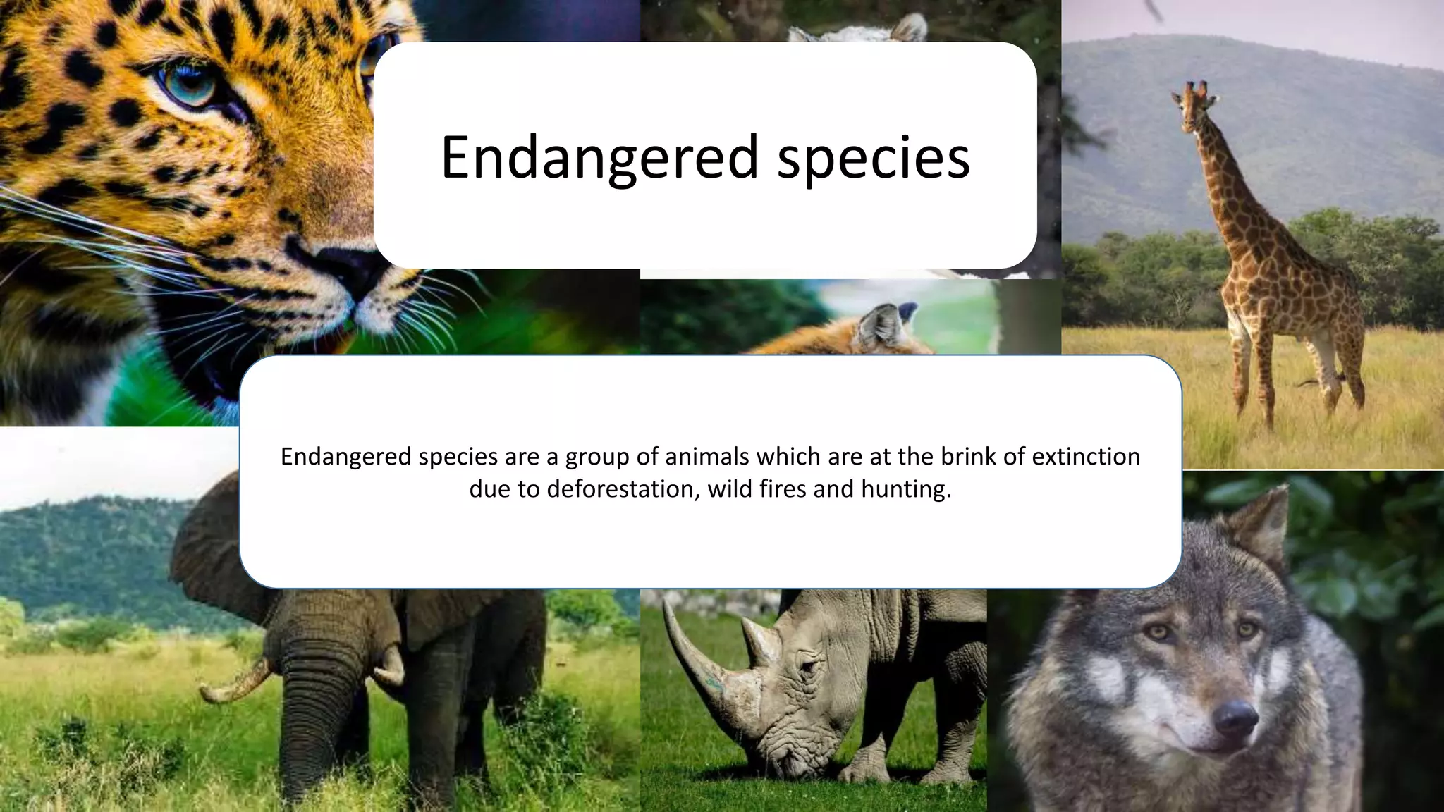 Endangered species | PPT